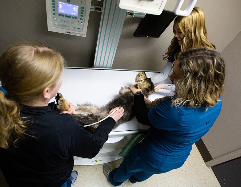 Small Animal Medicine - Snodgrass Veterinary Medical Center