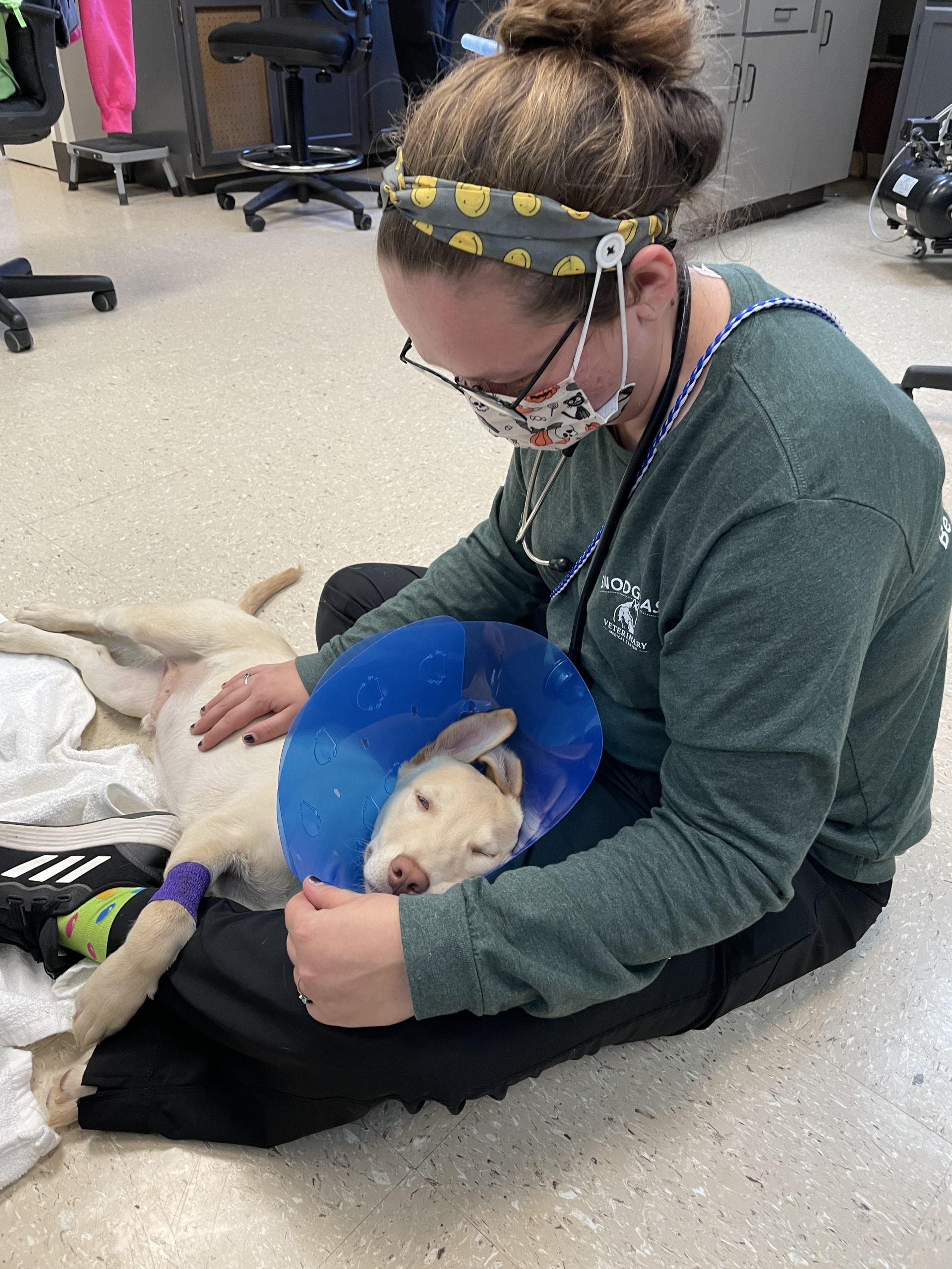 Small Animal Surgery - Snodgrass Veterinary Medical Center