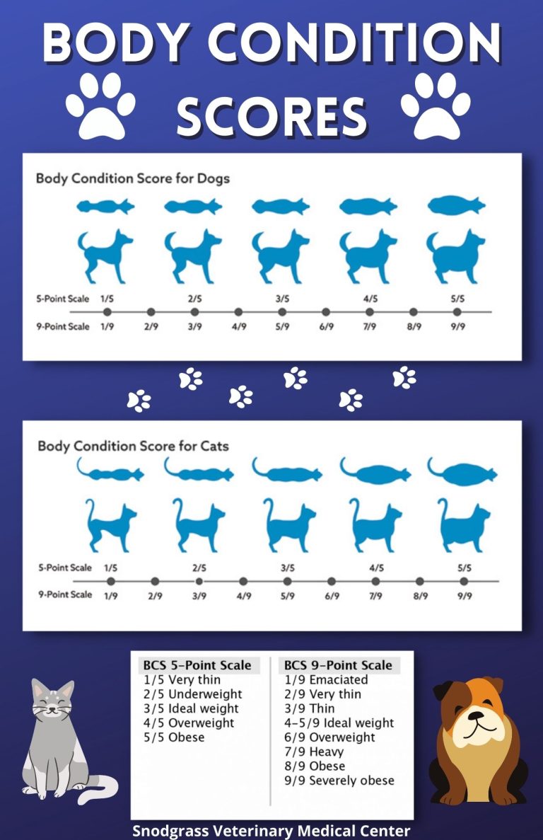 How To Calculate Your Pet's Body Condition Score - Snodgrass Veterinary ...