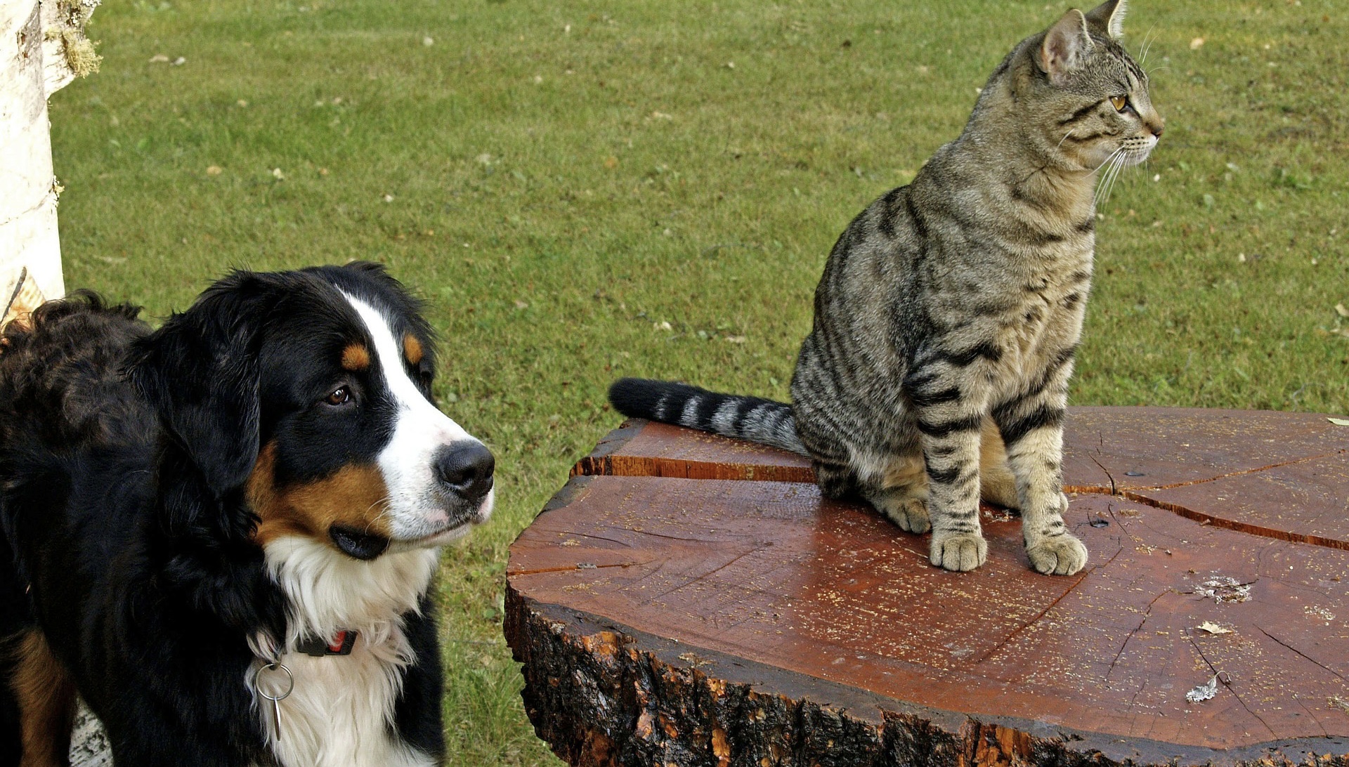 How To Calculate Your Pet's Body Condition Score - Snodgrass Veterinary ...