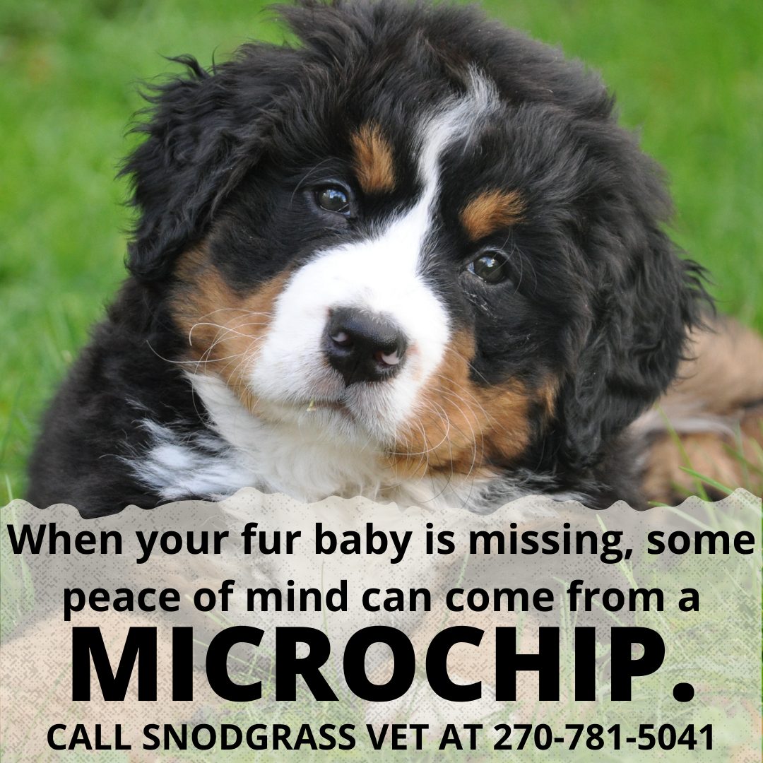 Understanding The Importance Of Microchipping Your Pet - Snodgrass ...