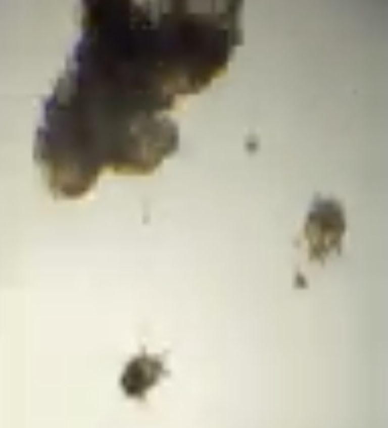 What Are Ear Mites? - Snodgrass Veterinary Medical Center