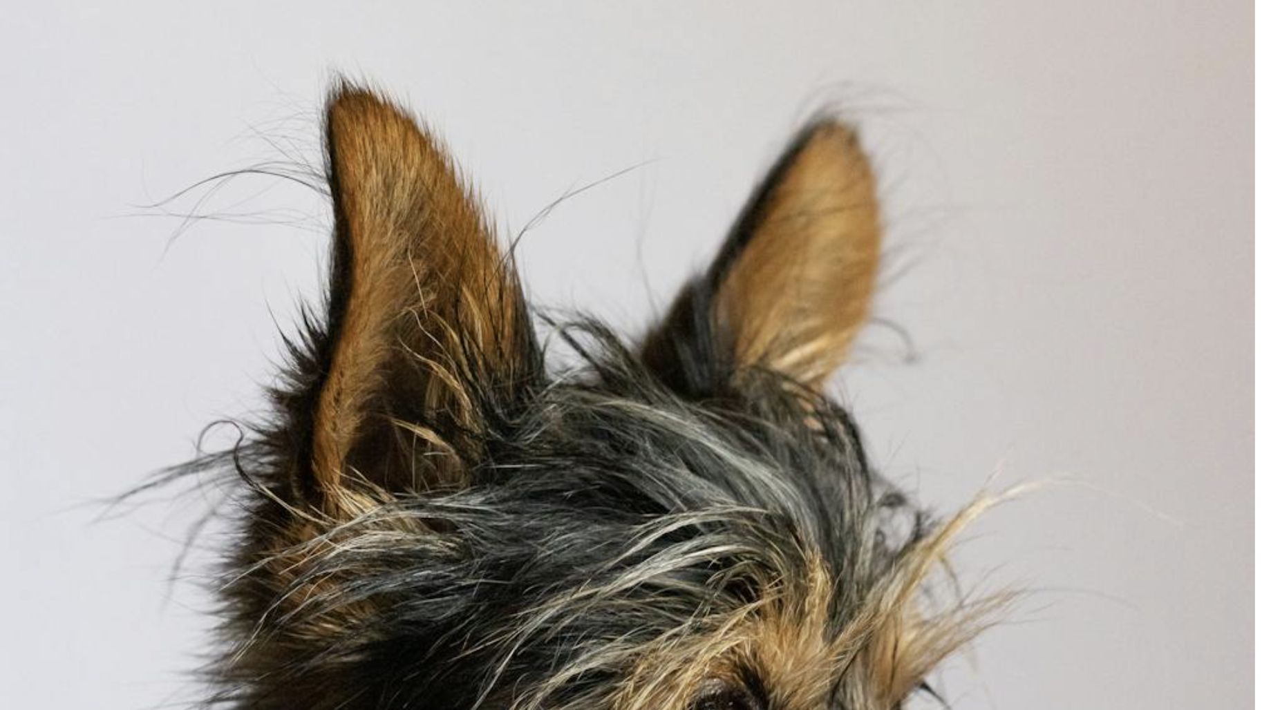Diagnosing & Treating Ear Infections In Dogs - Snodgrass Veterinary ...